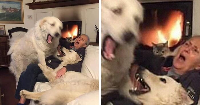 This Instagram Account Shares Animal Pictures That Are Impossible To ...