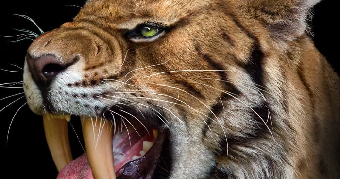 Artist Shows How These Extinct Animals Might’ve Looked In Real Life In ...