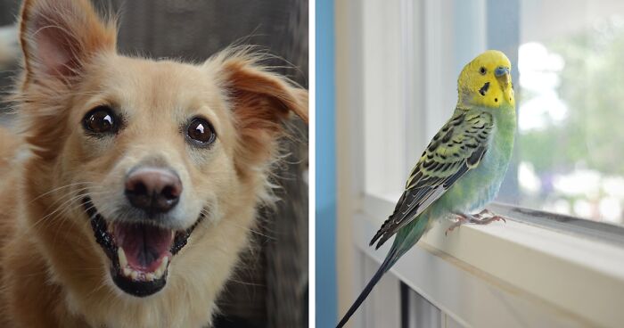 I Photographed These Rescued Animals To Prove That They Deserve A ...