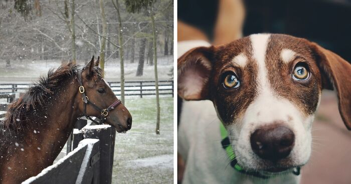 I Photographed These Rescued Animals To Prove That They Deserve A Second Chance (21 Pics)