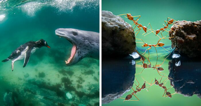 The Winners Of The 2021 World Nature Photography Awards Are Here, And ...