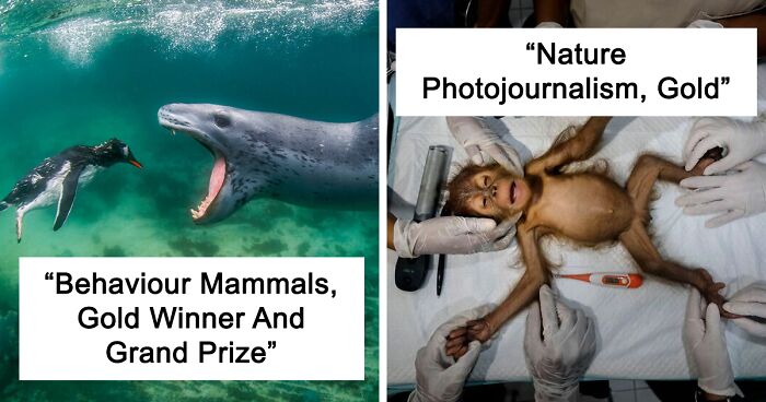 The Winners Of The 2021 World Nature Photography Awards Are Here, And ...