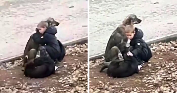 Video Shows Young Boy Stopping To Hug Two Stray Dogs When He Thinks No ...