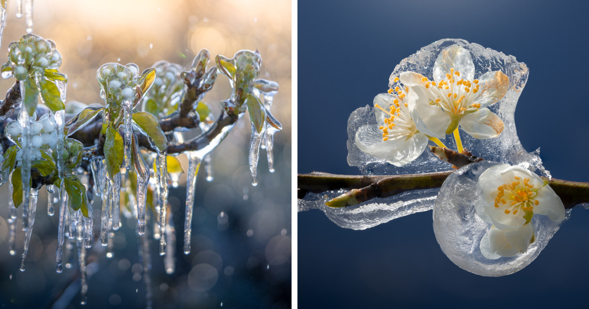 Since It’s Spring Already, Here Are Some Close-Up Shots Of Frozen ...