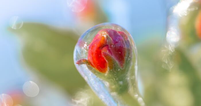 Since It’s Spring Already, Here Are Some Close-Up Shots Of Frozen ...