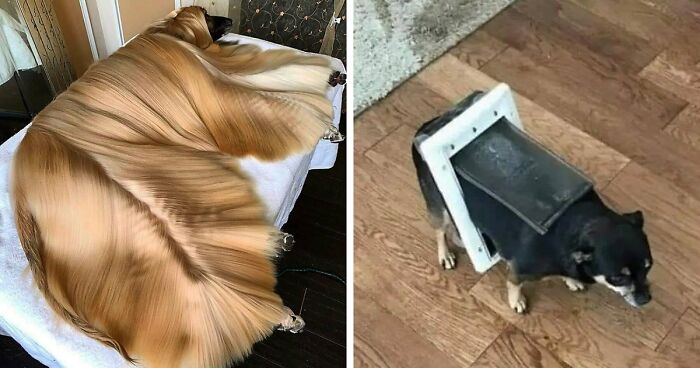 ‘Not My Animal’: 40 Animal Pics That Just Don’t Make Any Sense, As ...