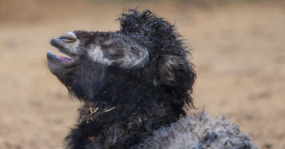 Meet A Rear Baby Bactrian Camel Born In Skopje Zoo (9 Pics) | Bored Panda