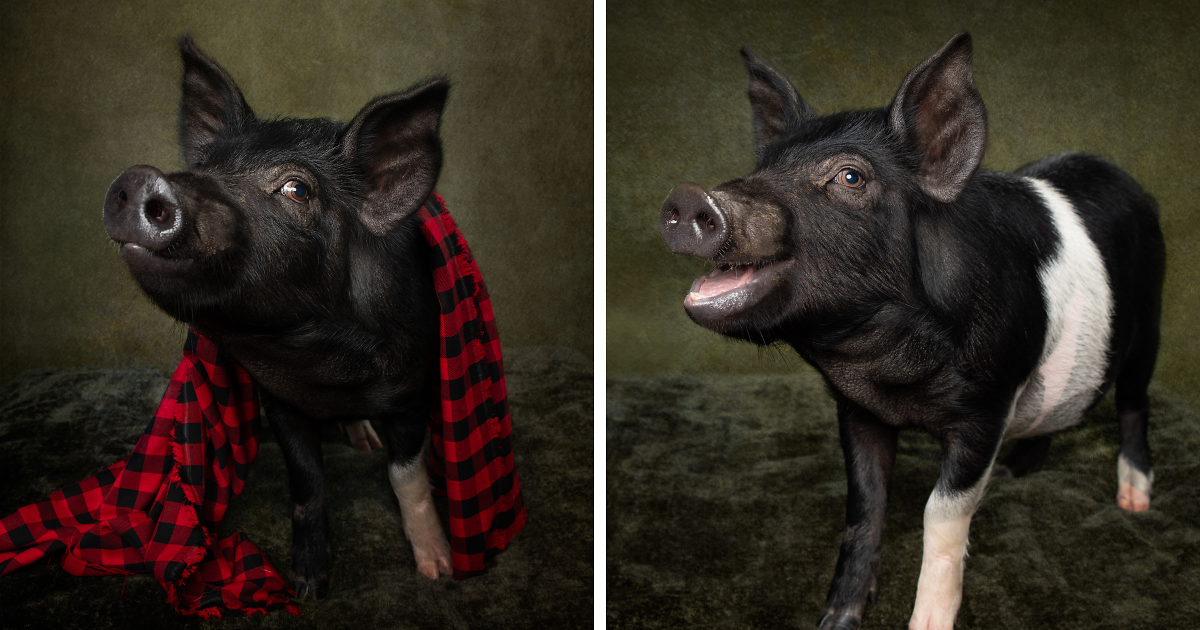 I Took Photos Of This Pig With A Huge Personality (10 Pics) | Bored Panda