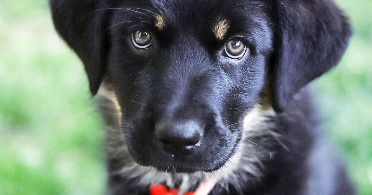 I Spent 1 Year Taking Pictures Of My Shepsky Rotty Puppy, And Here Are ...