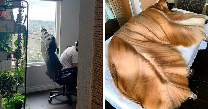 ‘Not My Animal’: 40 Animal Pics That Just Don’t Make Any Sense, As ...