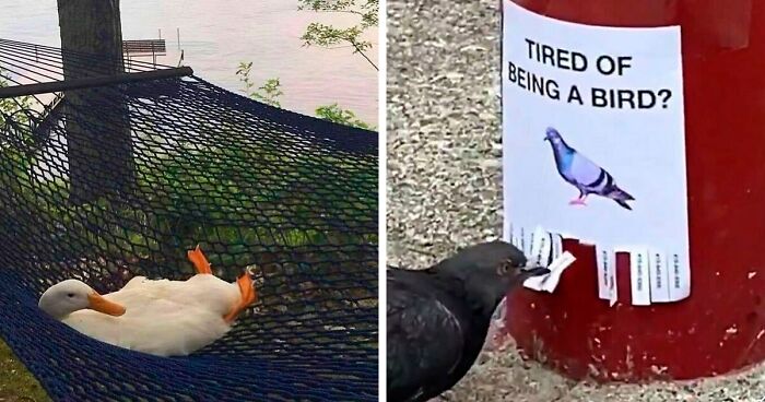 ‘Not My Animal’: 40 Animal Pics That Just Don’t Make Any Sense, As ...