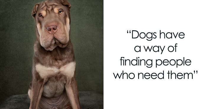 I Am A Pet Photographer And I Added Famous Quotes To My Dog Pictures ...
