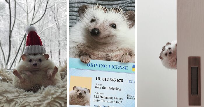 This Hedgehog Is The Most Cheerful Little Fellow Who Might Make You ...