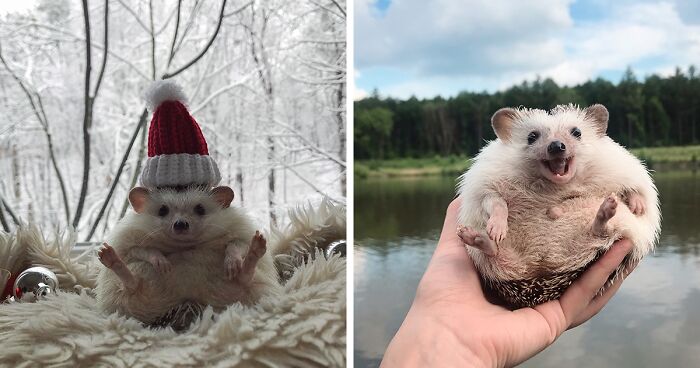 This Hedgehog Is The Most Cheerful Little Fellow Who Might Make You ...