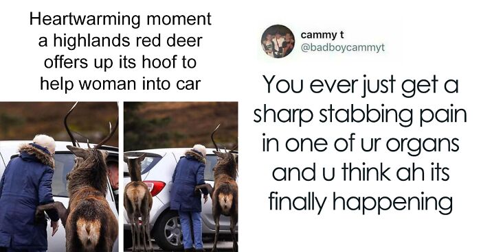 30 Hilarious Tweets That Define The Dry Scottish Sense Of Humor (New ...