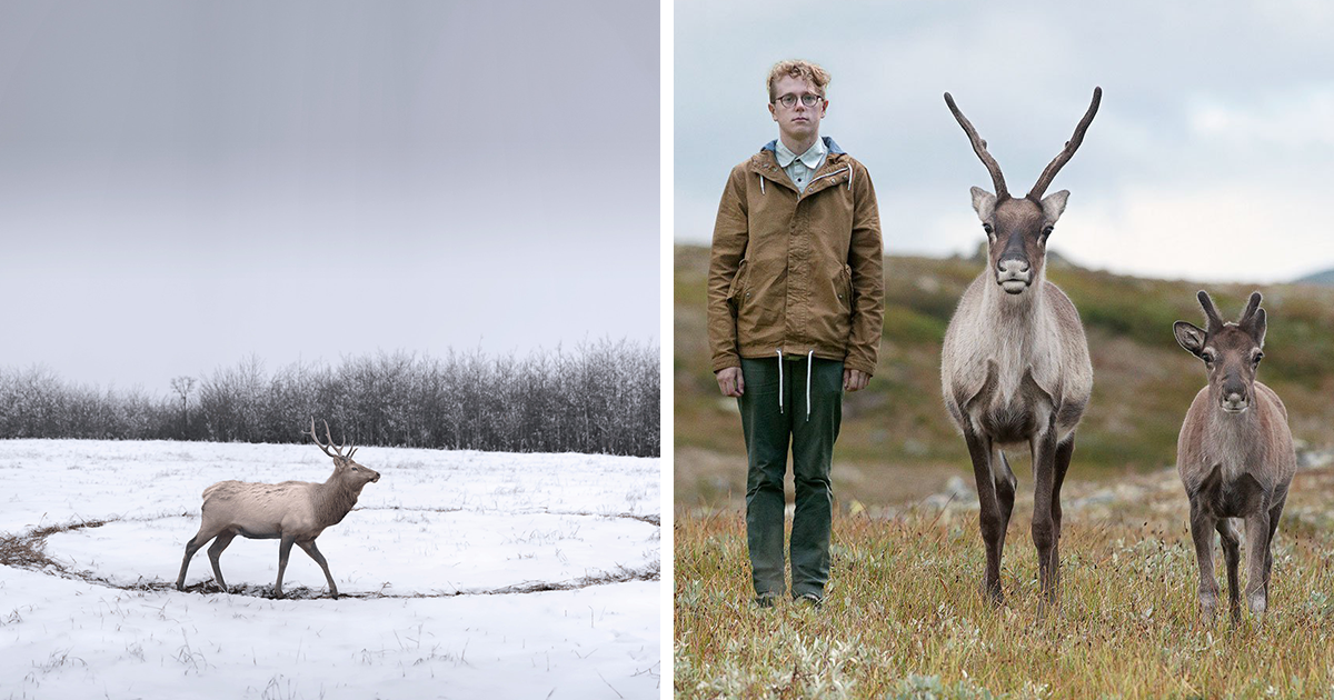 To Portray The Complex Relationship Between Wildlife And Humans, I Make ...