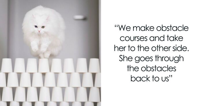 Cat Goes Viral On Social Media For Completing Challenging Obstacle ...