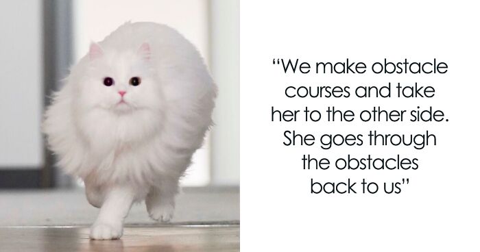 Cat Goes Viral On Social Media For Completing Challenging Obstacle ...