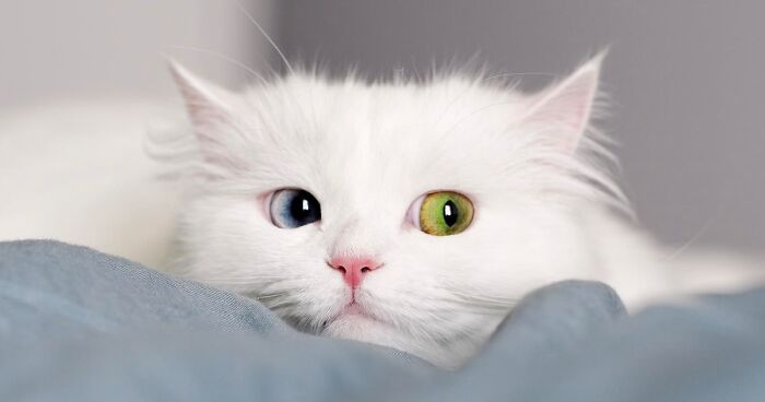 Cat Goes Viral On Social Media For Completing Challenging Obstacle ...