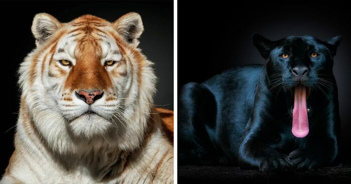 Wild Animals From Up Close: 30 Portraits By This Photographer