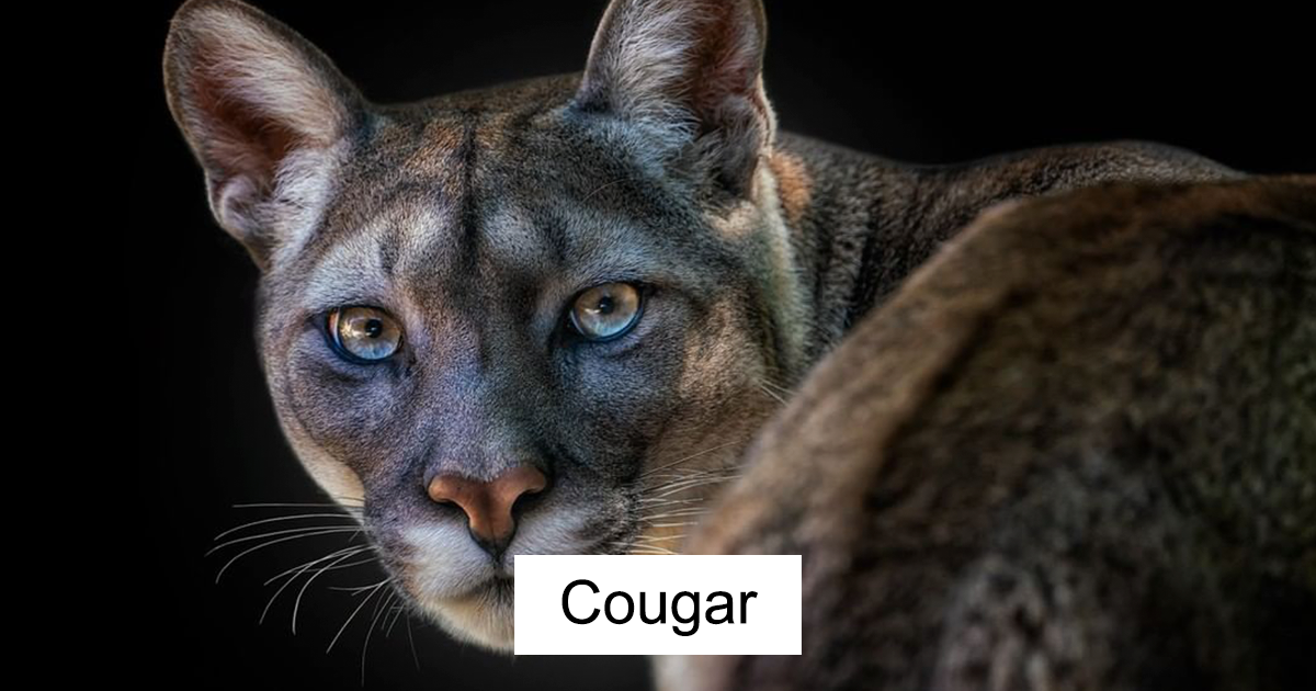 Wild Animals From Up Close: 30 Portraits By This Photographer | Bored Panda