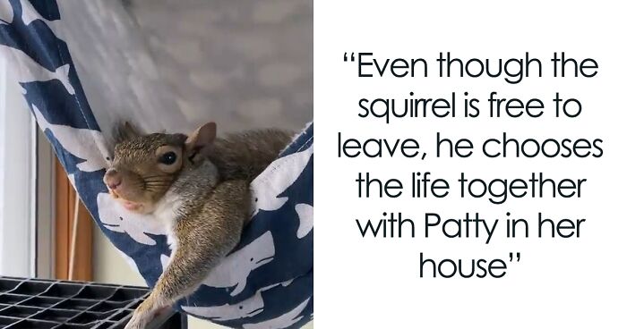 Woman Sheltered A Squirrel She Found In Her Garden Hoping To Release ...