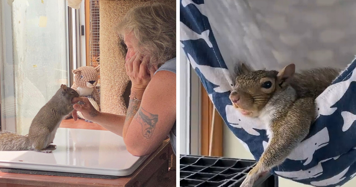 Woman Sheltered A Squirrel She Found In Her Garden Hoping To Release ...