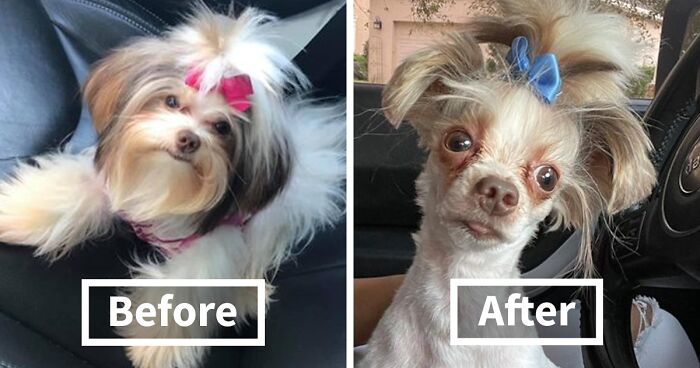 50 Bad Pet Haircuts That Should’ve Never Been Done | Bored Panda