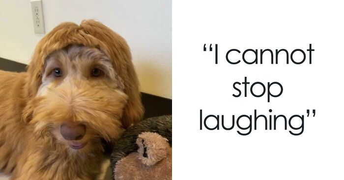 50 Bad Pet Haircuts That Should’ve Never Been Done | Bored Panda