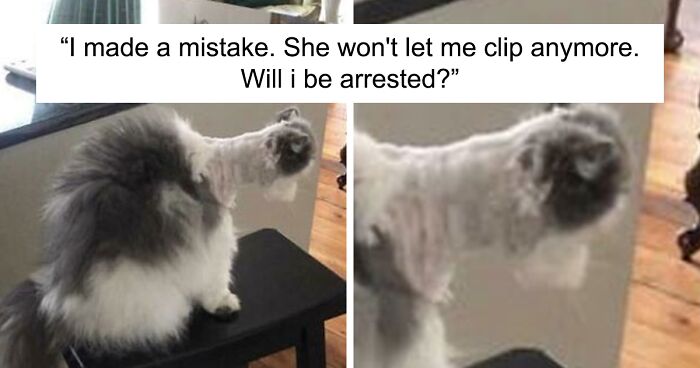 50 Bad Pet Haircuts That Should’ve Never Been Done | Bored Panda