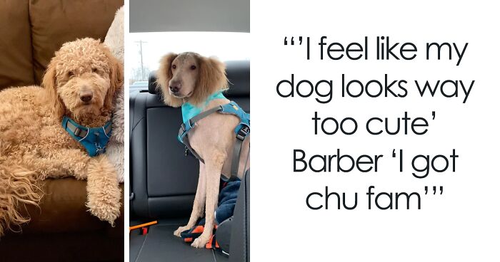 50 Bad Pet Haircuts That Should’ve Never Been Done | Bored Panda