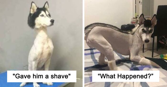 50 Bad Pet Haircuts That Should’ve Never Been Done | Bored Panda
