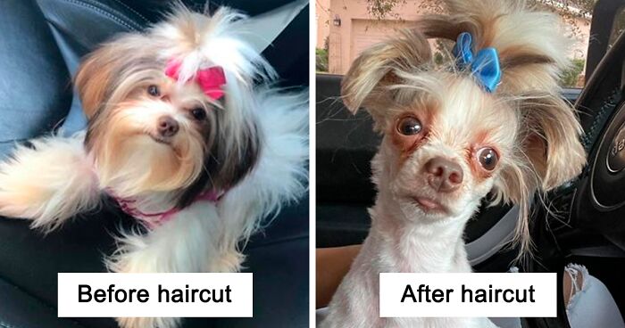 50 Bad Pet Haircuts That Should’ve Never Been Done | Bored Panda