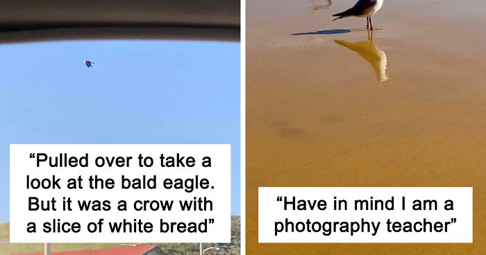 50 Bird Pics That Went Horribly Wrong But Ended Up With Hilarious ...