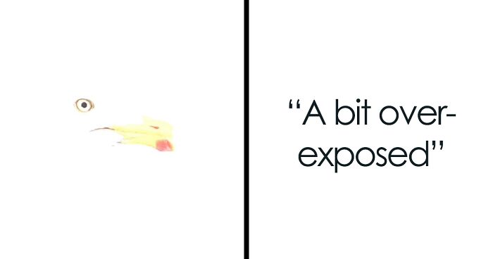 50 Bird Pics That Went Horribly Wrong But Ended Up With Hilarious ...