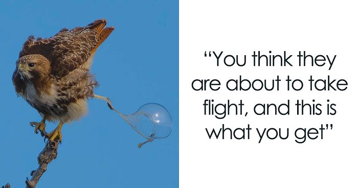 50 Bird Pics That Went Horribly Wrong But Ended Up With Hilarious ...