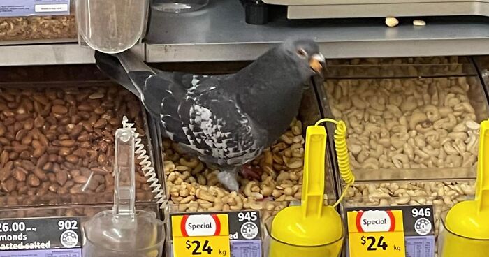 50 Bird Pics That Went Horribly Wrong But Ended Up With Hilarious ...