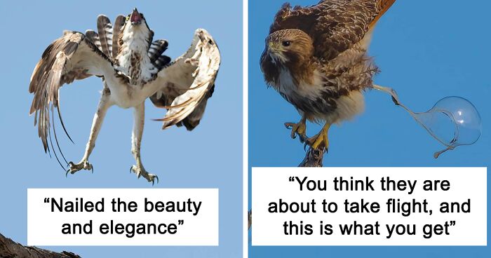 50 Bird Pics That Went Horribly Wrong But Ended Up With Hilarious ...
