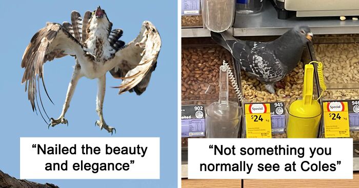 50 Bird Pics That Went Horribly Wrong But Ended Up With Hilarious ...
