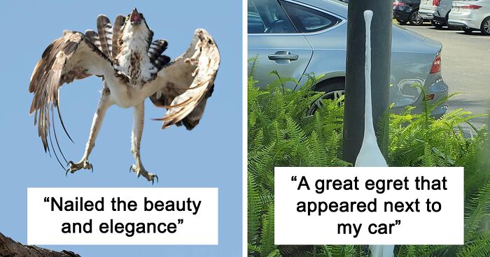 50 Bird Pics That Went Horribly Wrong But Ended Up With Hilarious ...