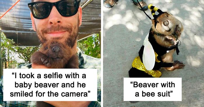 30 Of The Cutest Beaver Pics The Internet Has To Offer