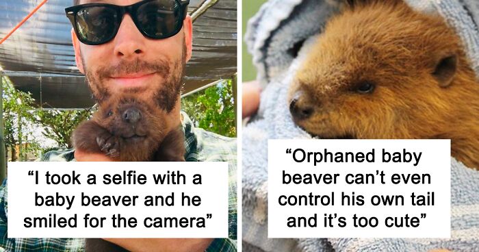 30 Of The Cutest Beaver Pics The Internet Has To Offer