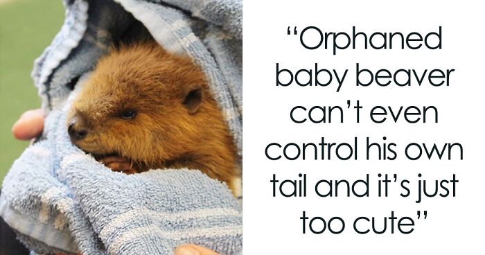 30 Of The Cutest Beaver Pics The Internet Has To Offer