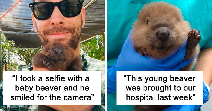 30 Of The Cutest Beaver Pics The Internet Has To Offer