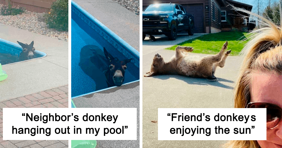 Donkeys Can Be Cute Too And Here Are 40 Pics To Prove That | Bored Panda