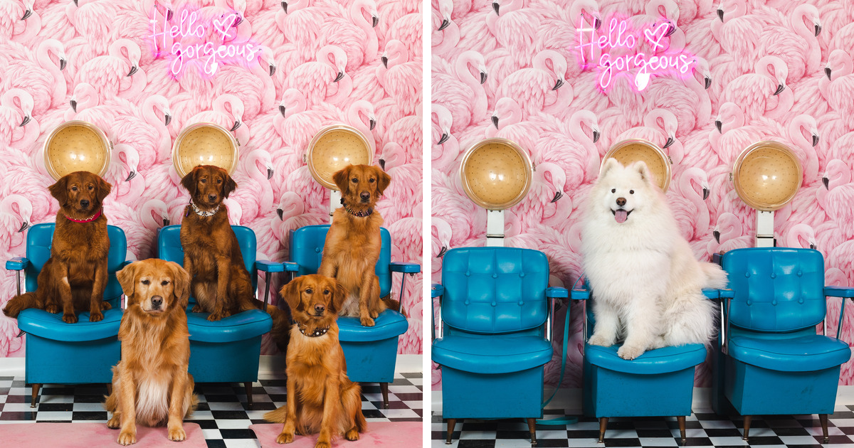 We Set Up A Photo Booth To Take Funny And Wholesome Photos Of Pets, And ...