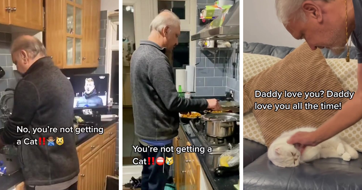 Dad Who Dislikes Cats Became Obsessed With The One His Son Brought Home ...