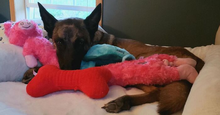 Eva The Dog Heroically Saved Her Owner’s Life During Mountain Lion ...