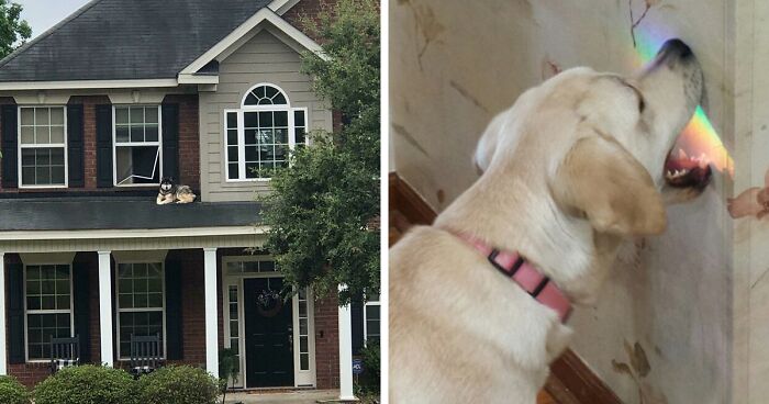 “What Kind Of Dog Is This”: 35 Pics Of Goofy Dogs That People Just Had ...
