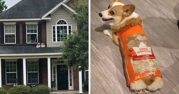 “What Kind Of Dog Is This”: 35 Pics Of Goofy Dogs That People Just Had ...